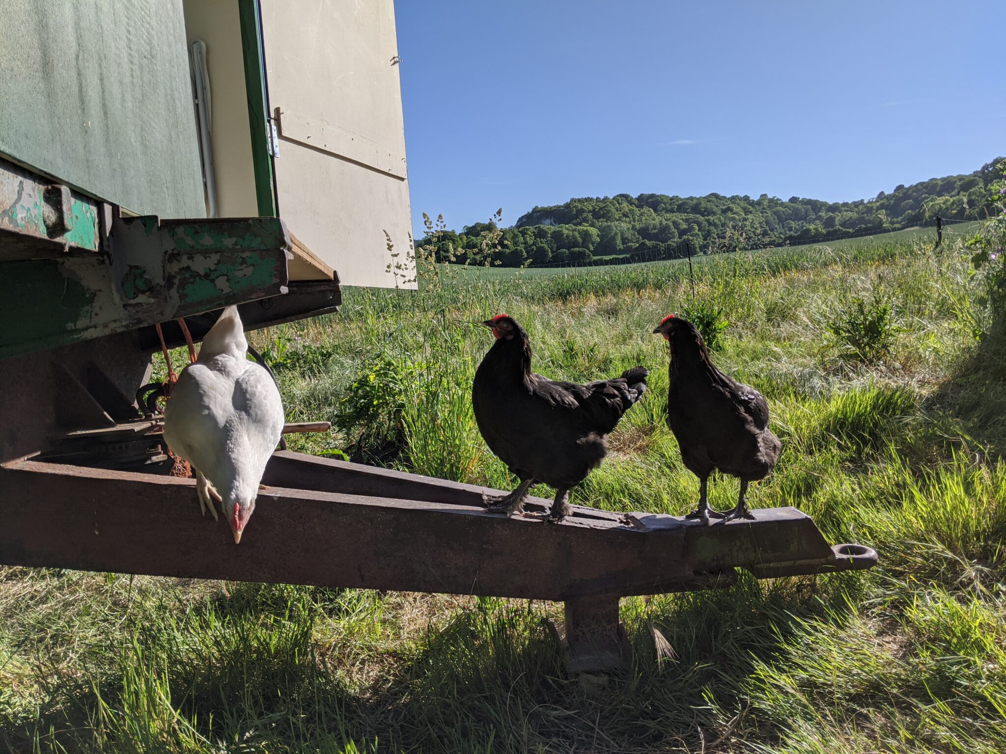 Hen Pals - Backyard Poultry